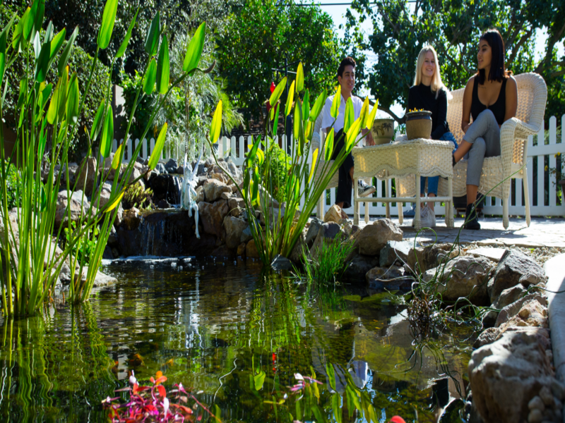 Orange County Clean Pond Water - AquaLife Ponds