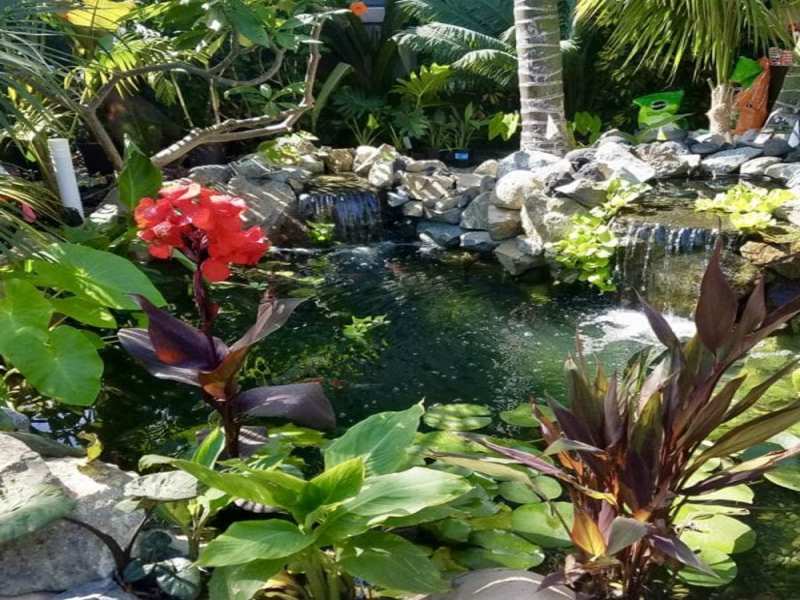 Orange County Low Maintenance Pond - Aqualife Ponds