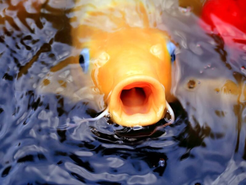 The perils of an overheated pond - AquaLife Ponds